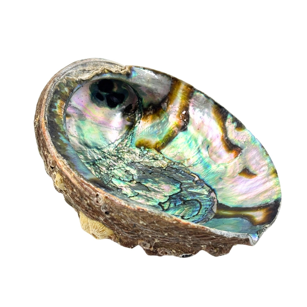 Abalone Shell Pure Blue from Mexico,1 dz. | EarthsElements Wholesale