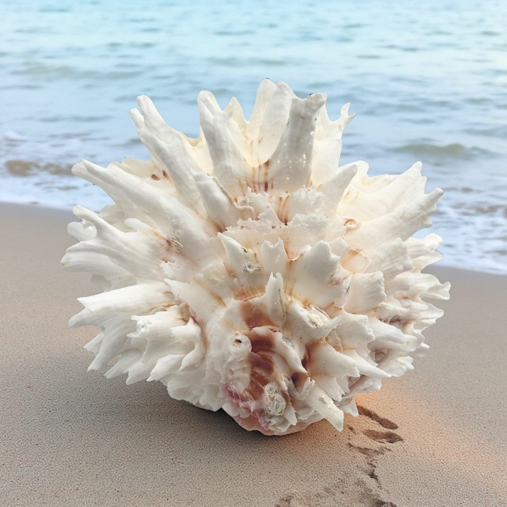 Jewel Box Shell | EarthsElements Wholesale