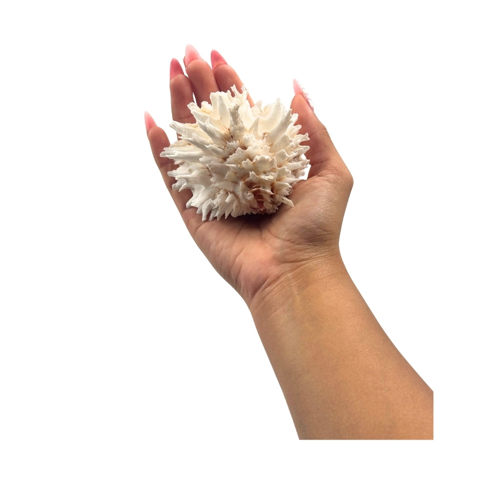 Jewel Box Shell | EarthsElements Wholesale